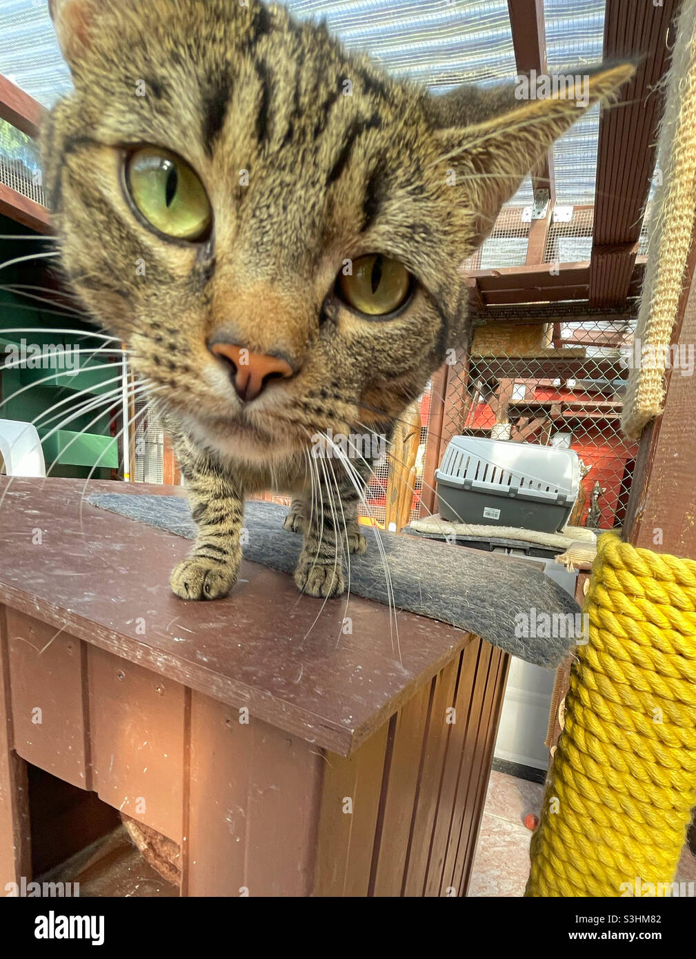 Cat with perspective hi-res stock photography and images - Alamy