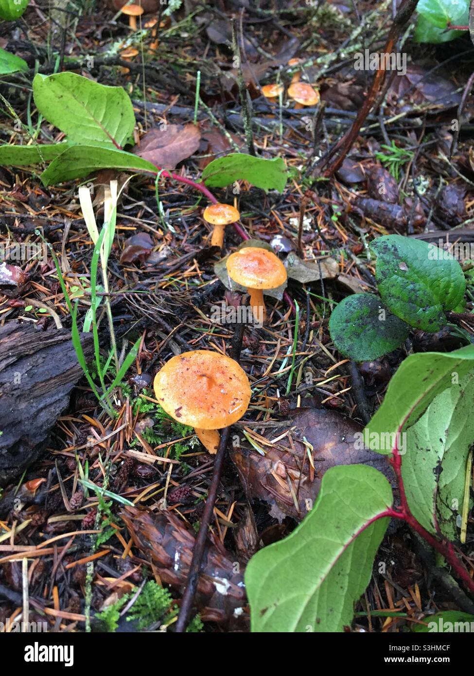 Orange waxcap hi-res stock photography and images - Alamy