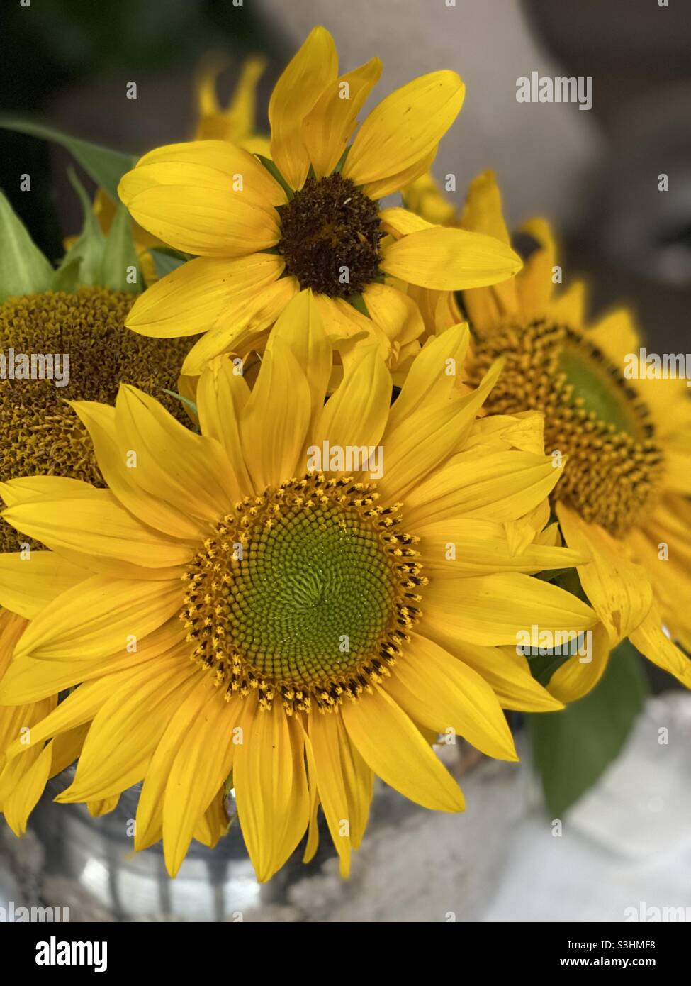 Cut sunflowers hi-res stock photography and images - Alamy