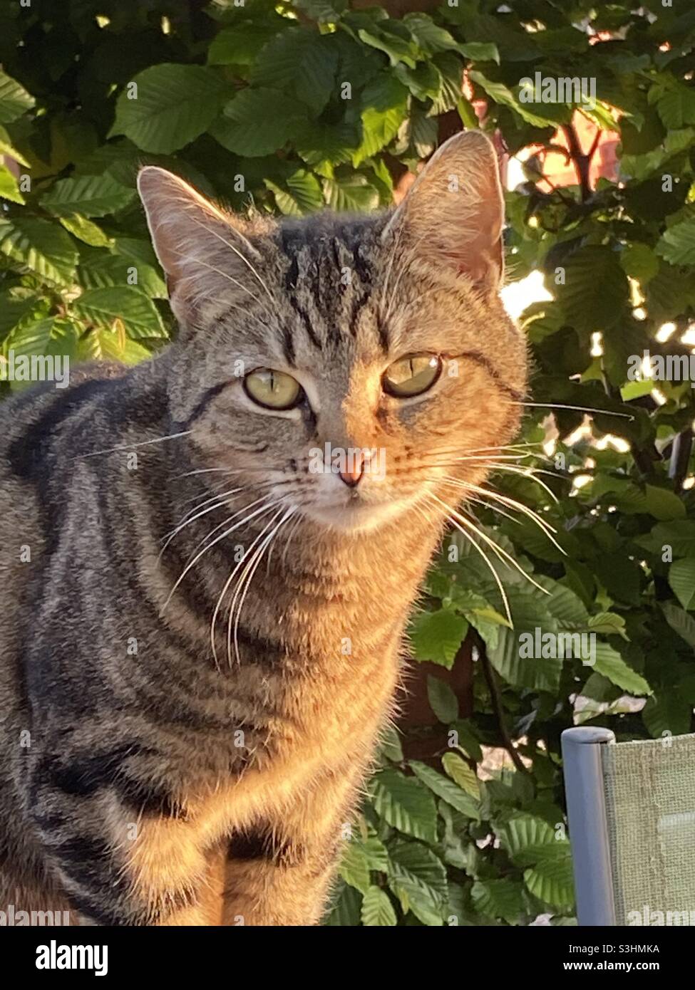 Sunshine cat hi-res stock photography and images - Alamy