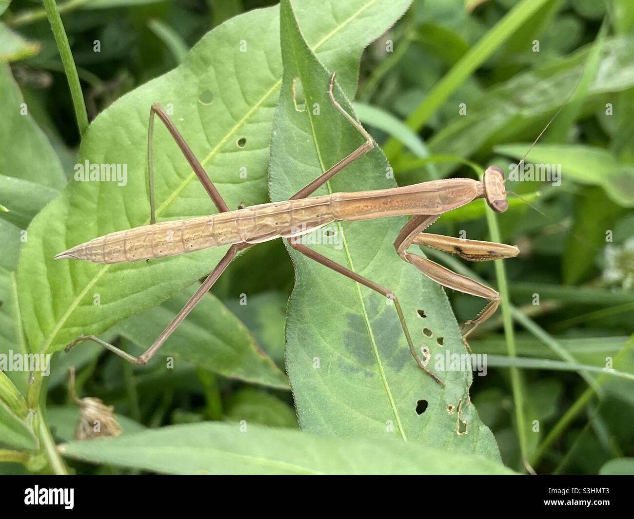 Grass mantis hi-res stock photography and images - Alamy