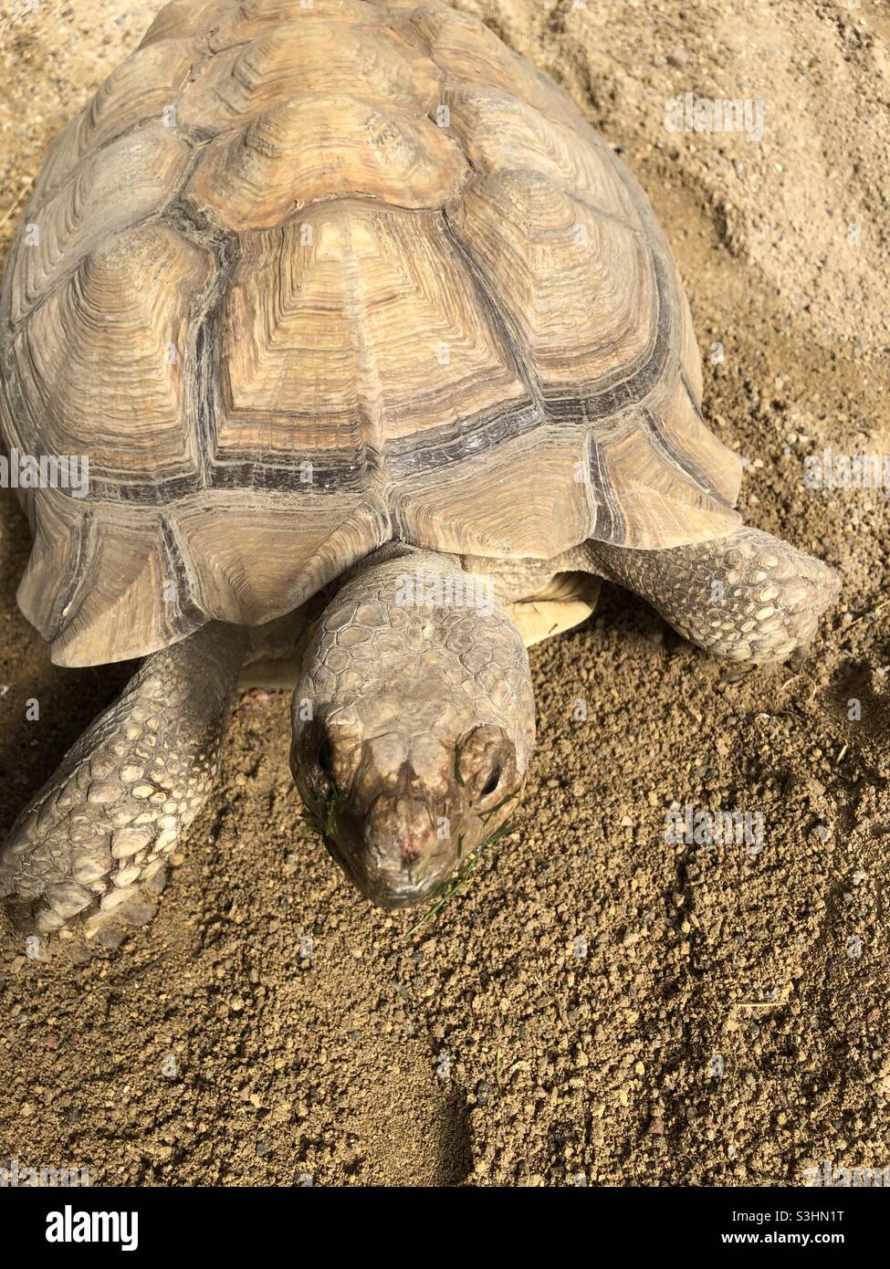 Turtle pose hi-res stock photography and images - Alamy