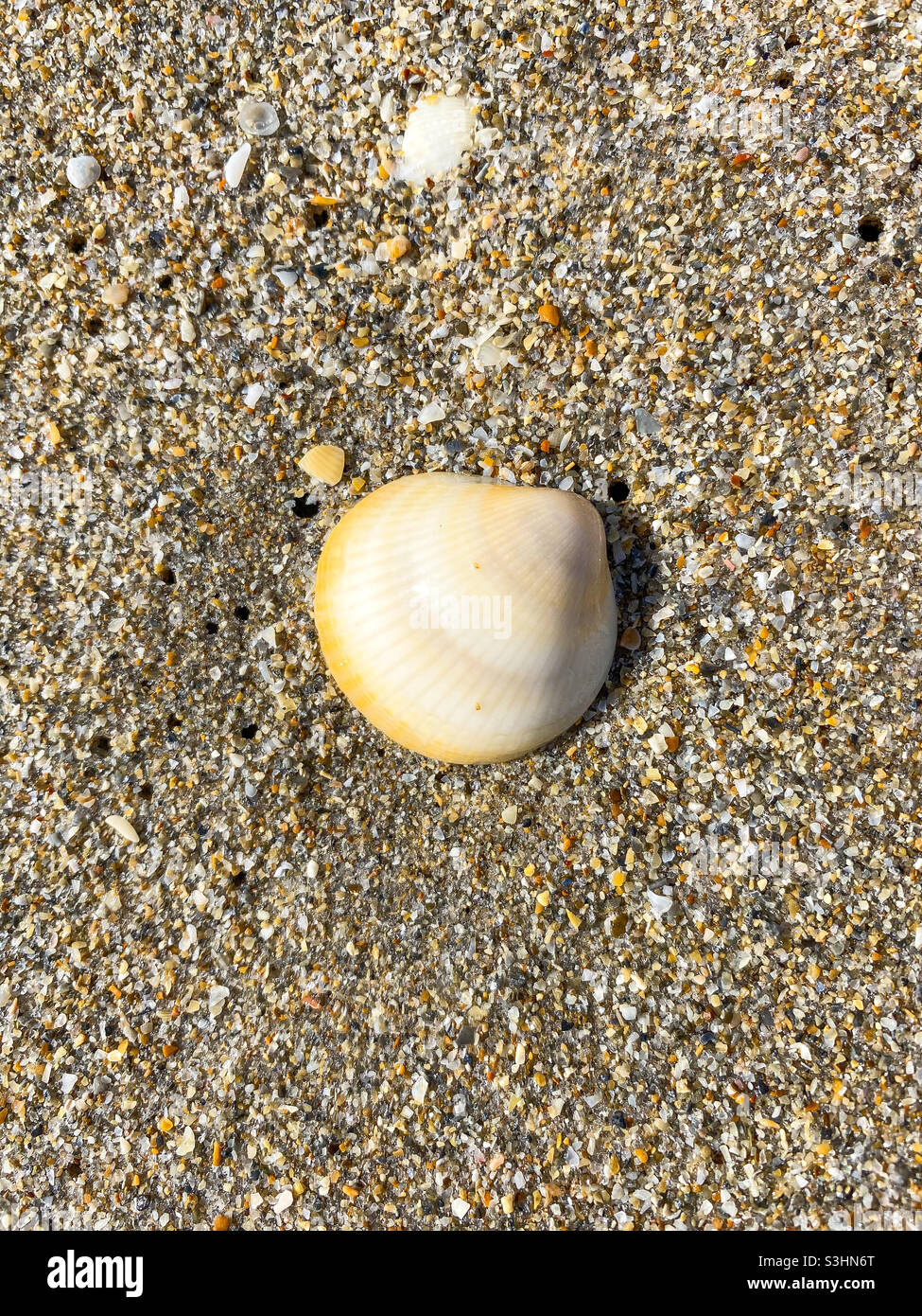 One seashell washed up on sandy shore Stock Photo - Alamy