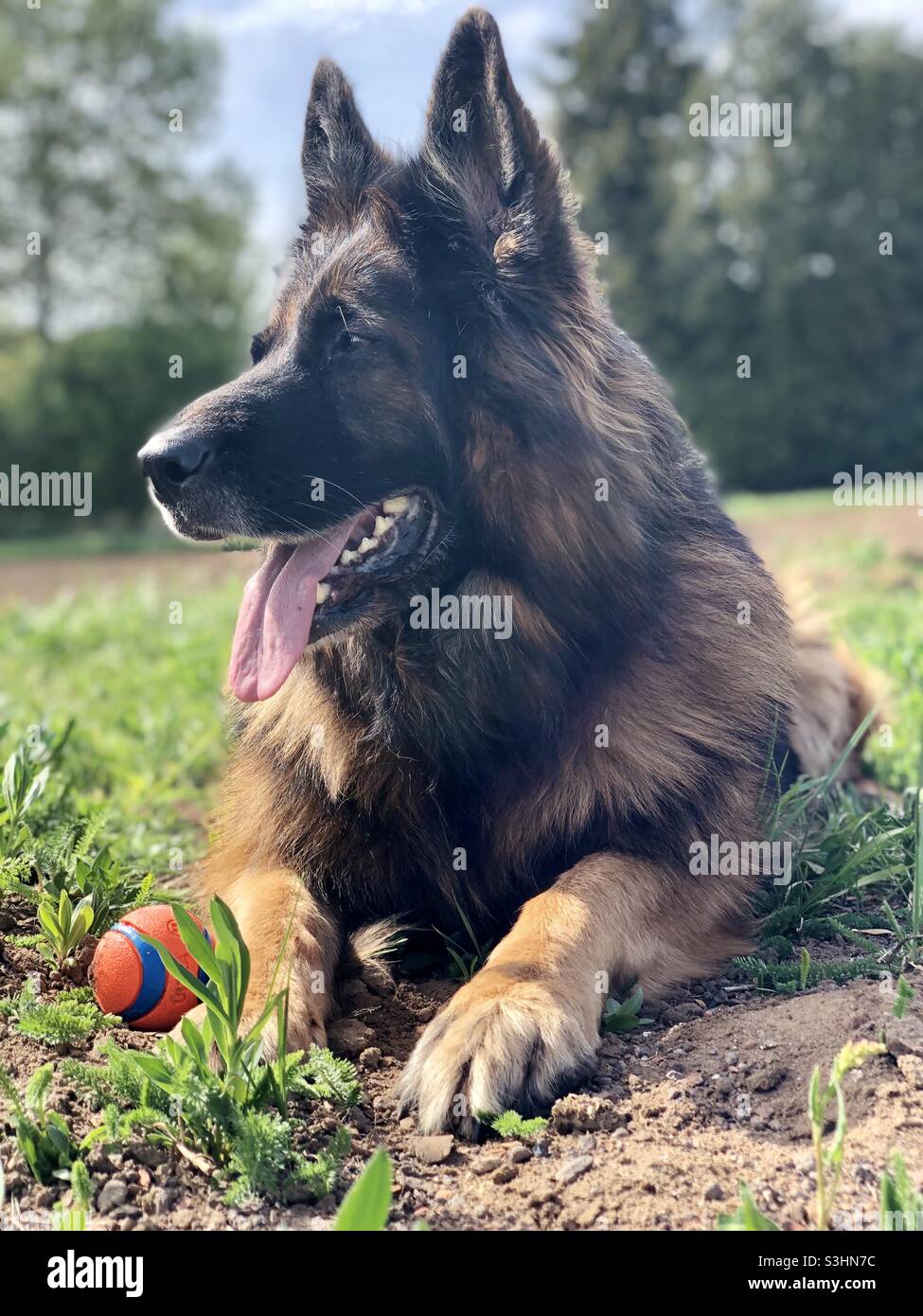 Old german shepherd hi-res stock photography and images - Alamy