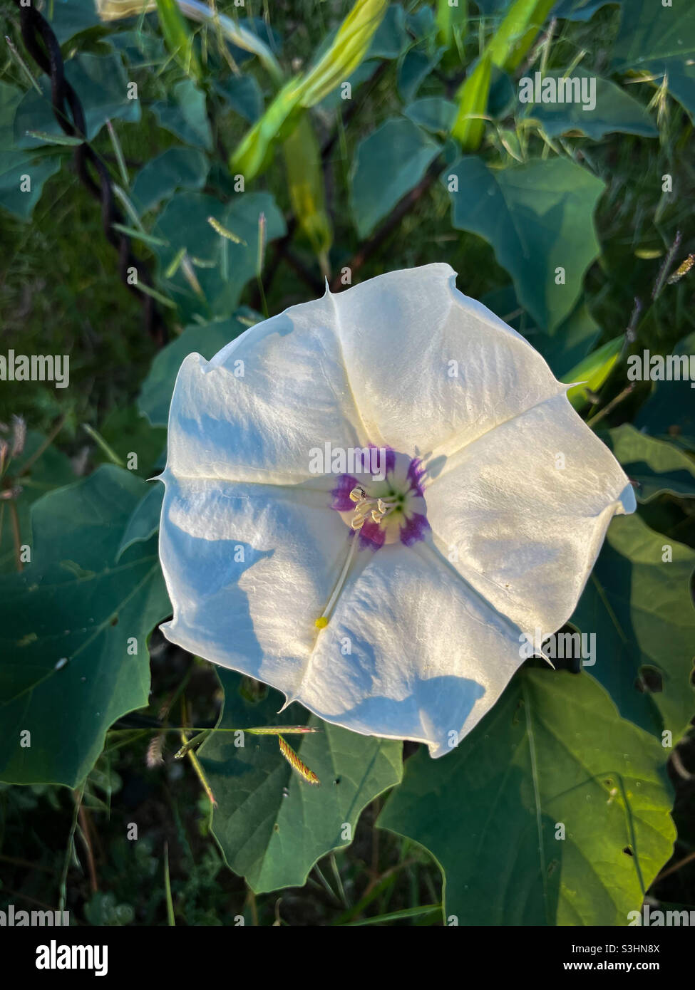 Thorn apple hi-res stock photography and images - Alamy