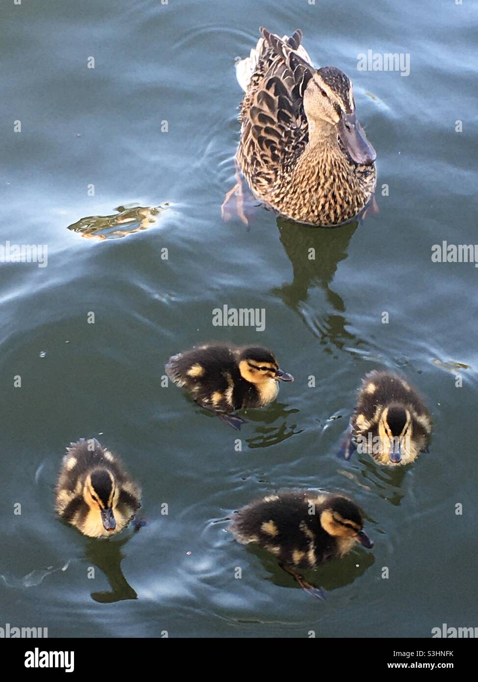 Mallard duck with ducklings hi-res stock photography and images - Alamy