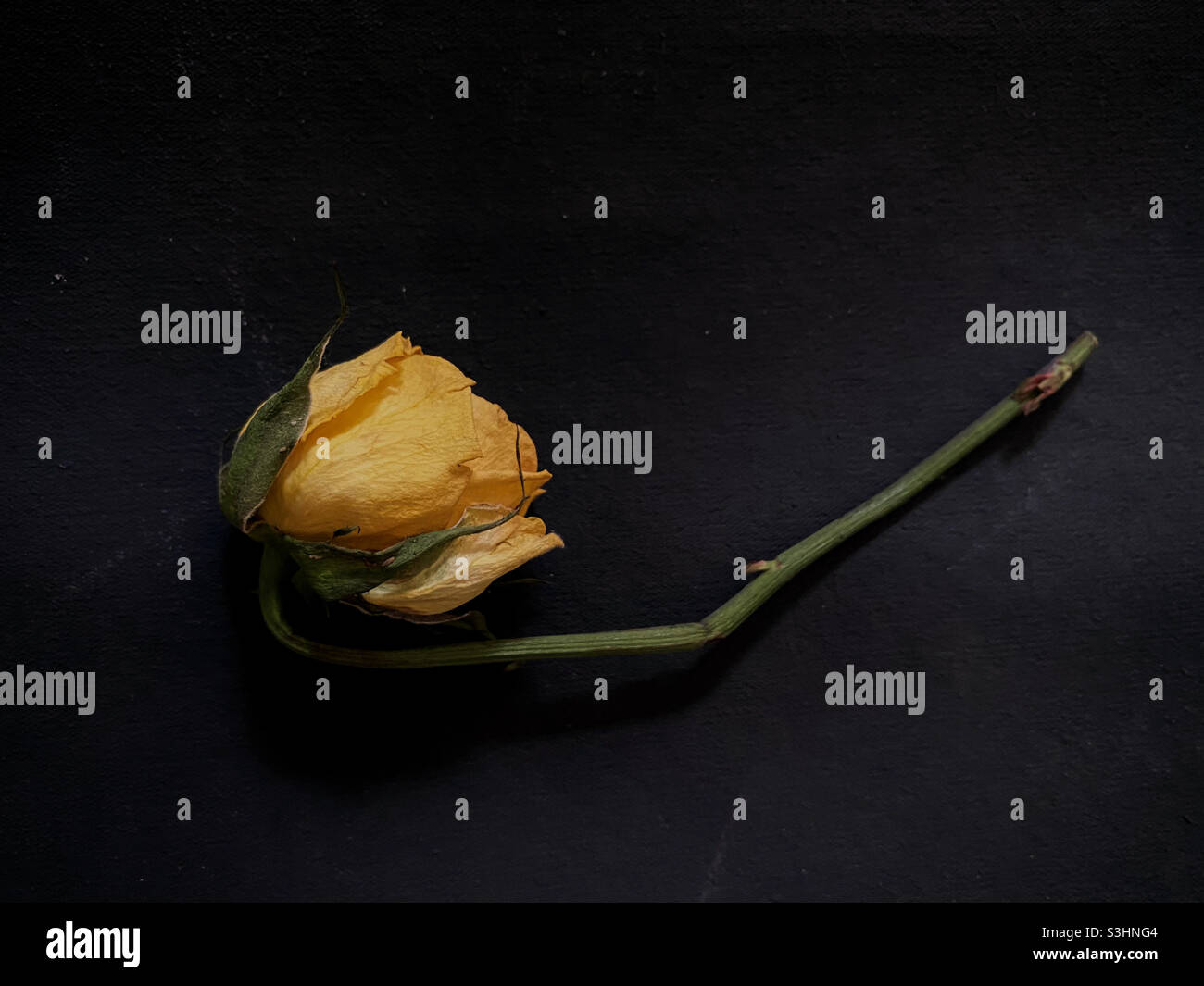 Yellow dying hi-res stock photography and images - Alamy