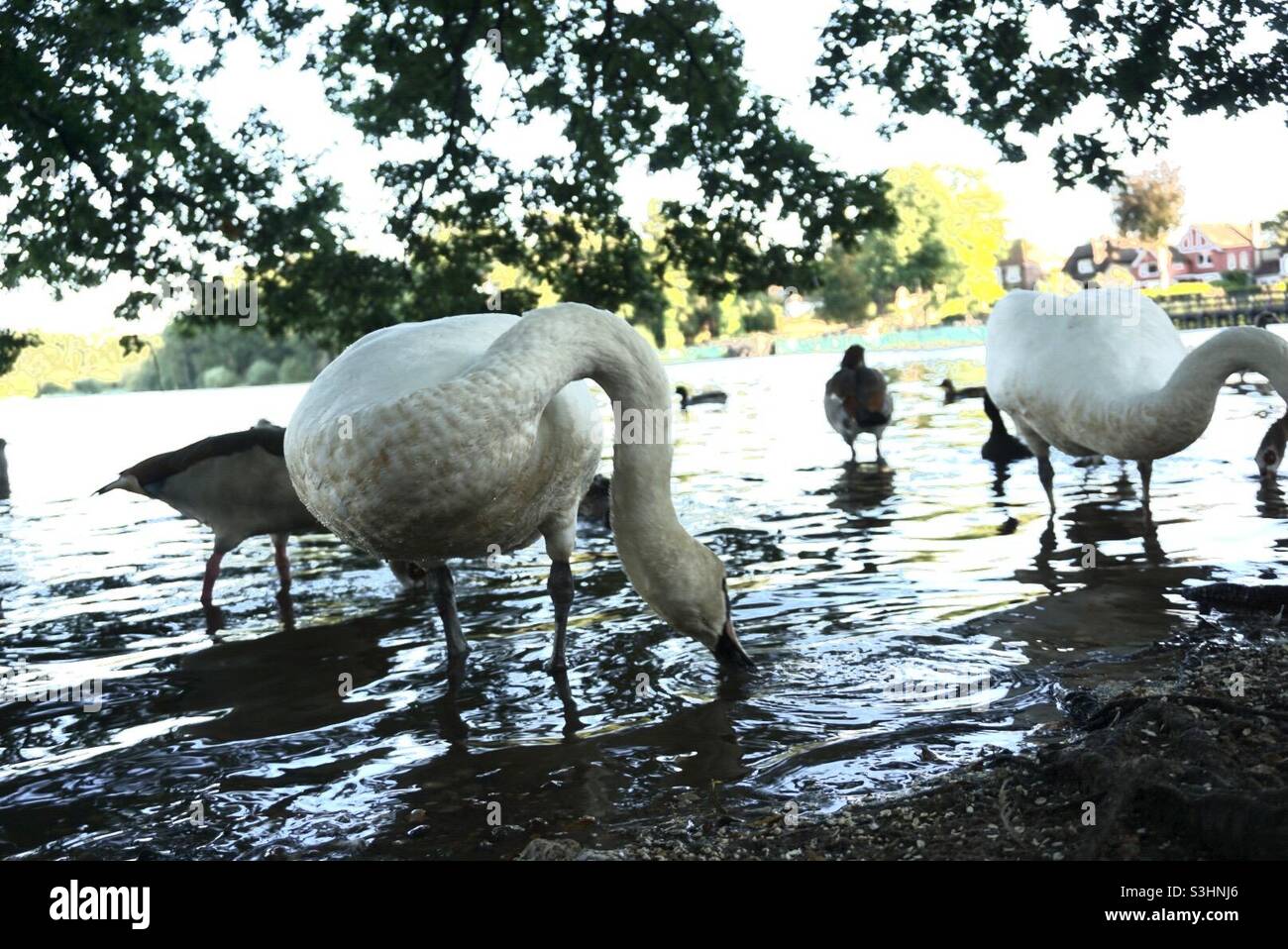 Swans eating in shallow water hi-res stock photography and images - Alamy