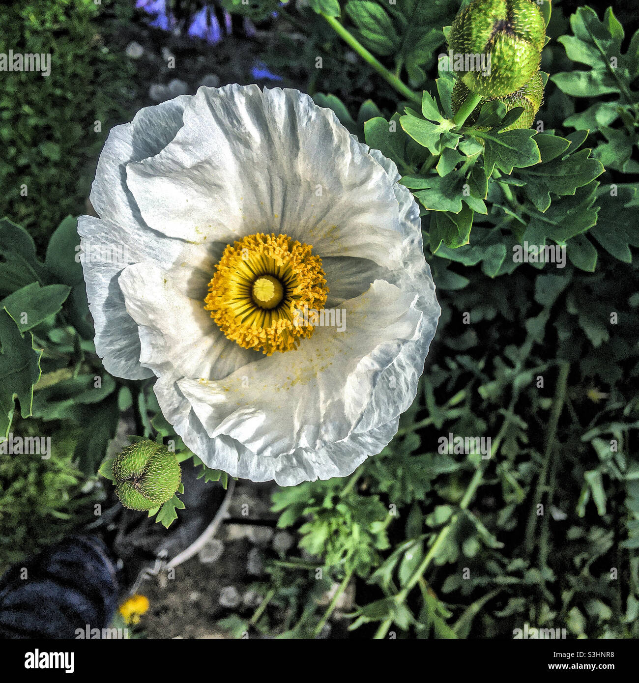 Large single flower hi-res stock photography and images - Alamy