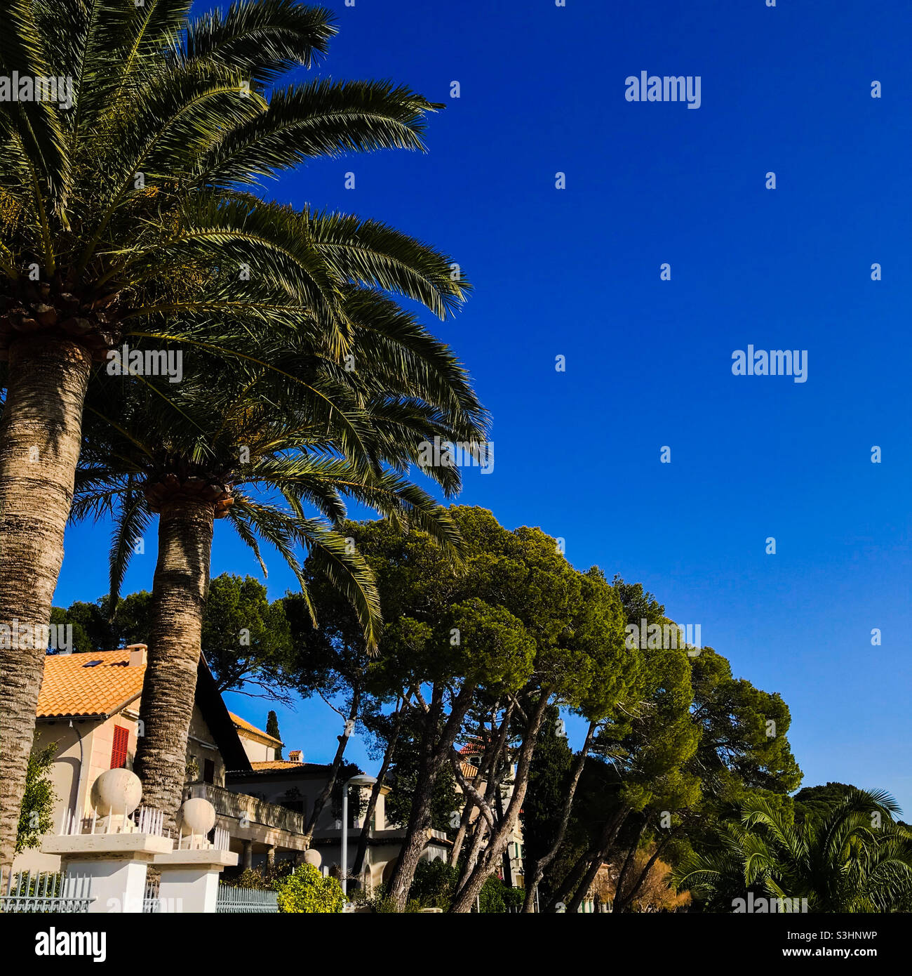 Palm trees of Mallorca Stock Photo - Alamy