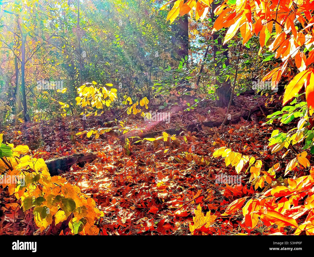 Falling sun rays hi-res stock photography and images - Alamy