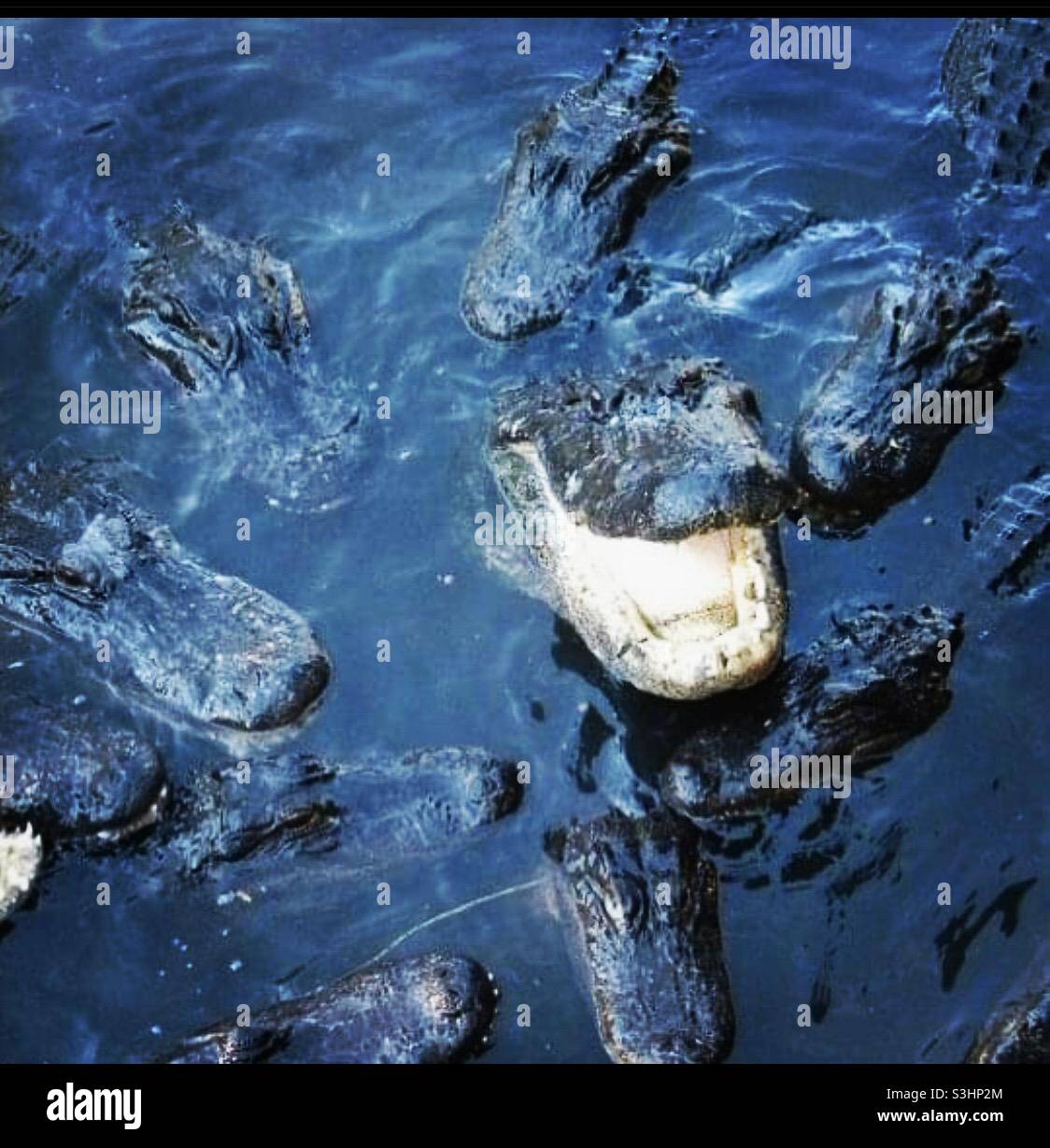 The gators hi-res stock photography and images - Alamy