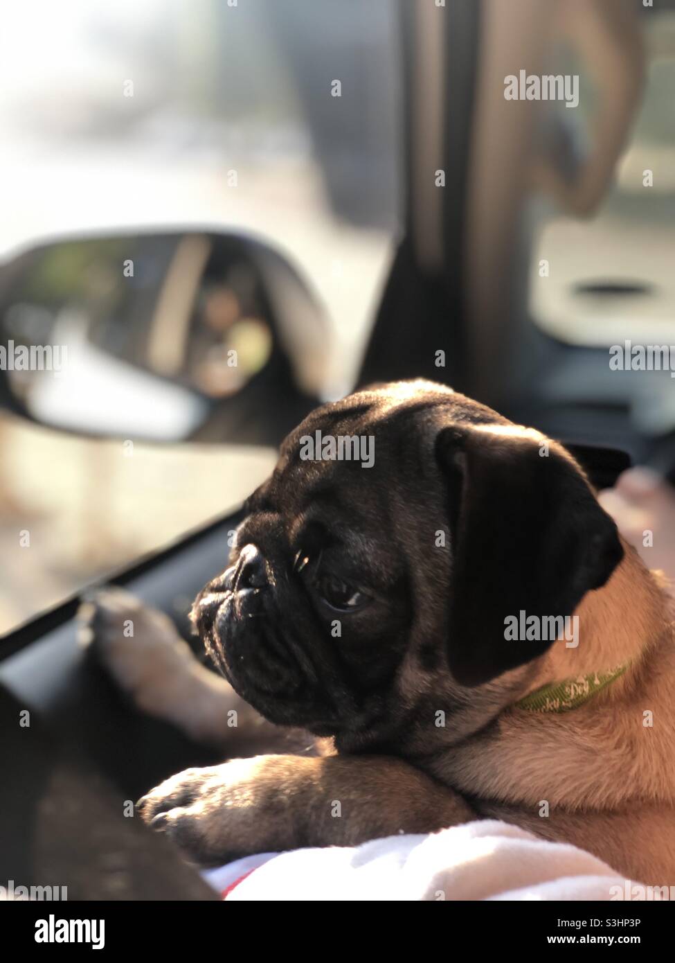 Pet in car hi-res stock photography and images - Alamy