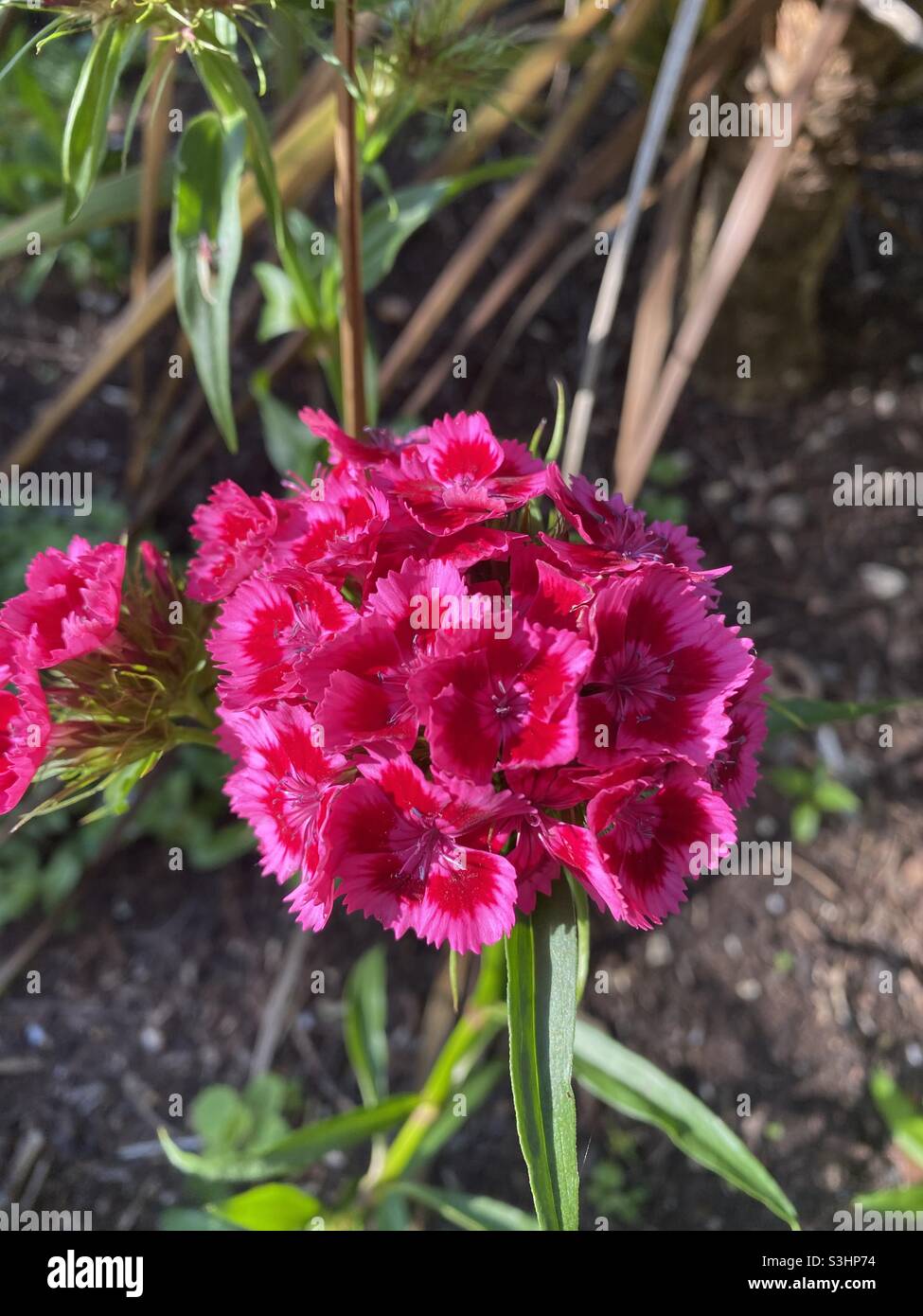 Pink and red graded garden flowers Stock Photo - Alamy