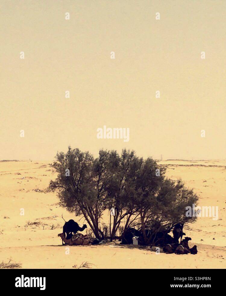 Camel under tree hi-res stock photography and images - Alamy