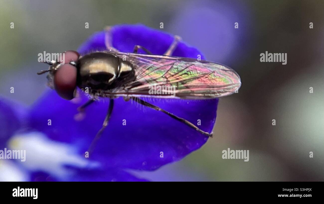 Rainbow wings hi-res stock photography and images - Alamy