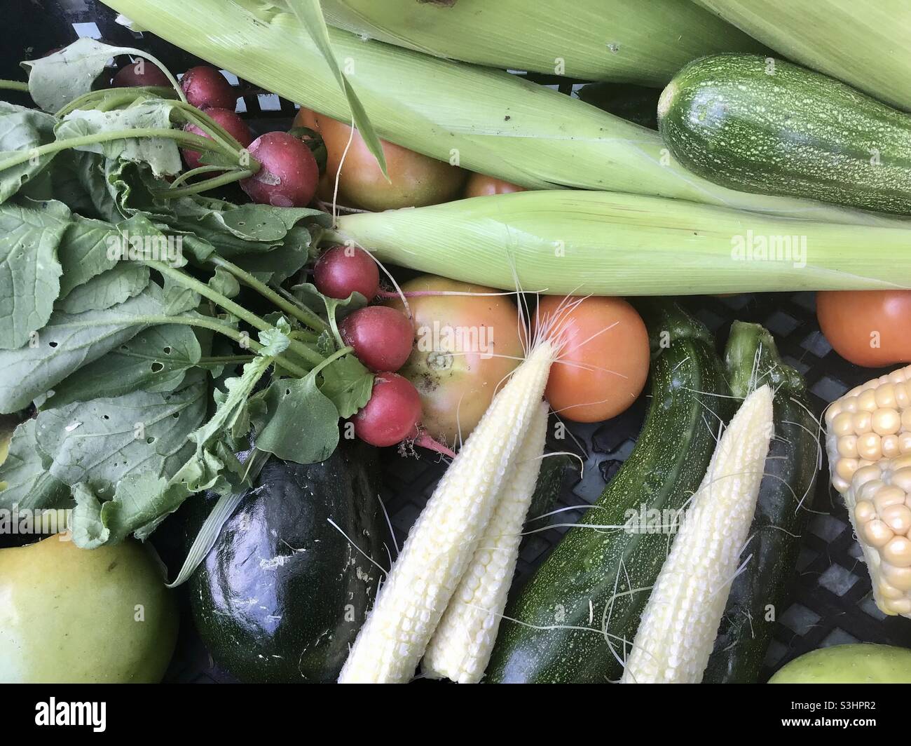 Allotment vegetables harvest hi-res stock photography and images - Alamy