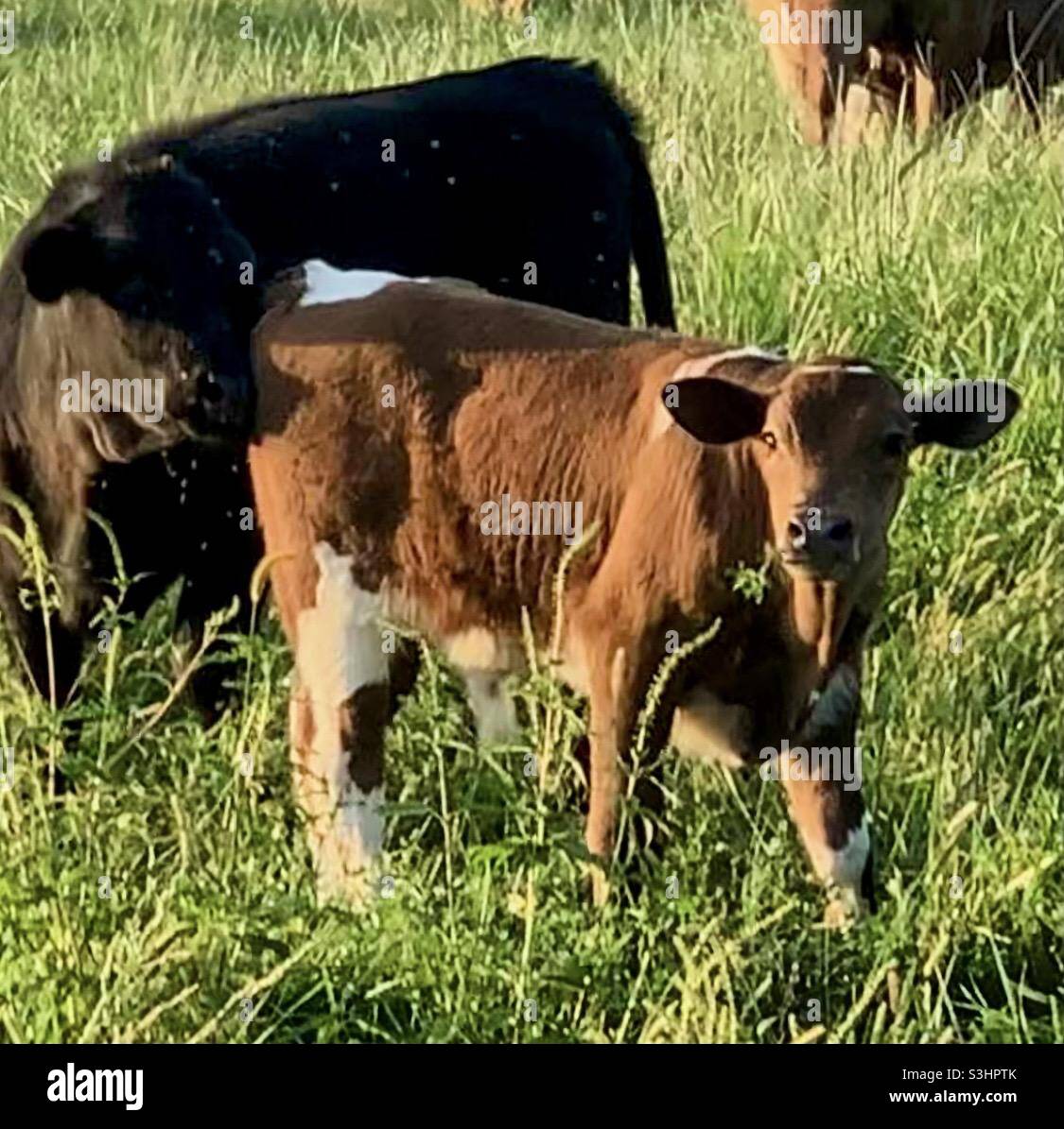 Midwest farm hi-res stock photography and images - Alamy