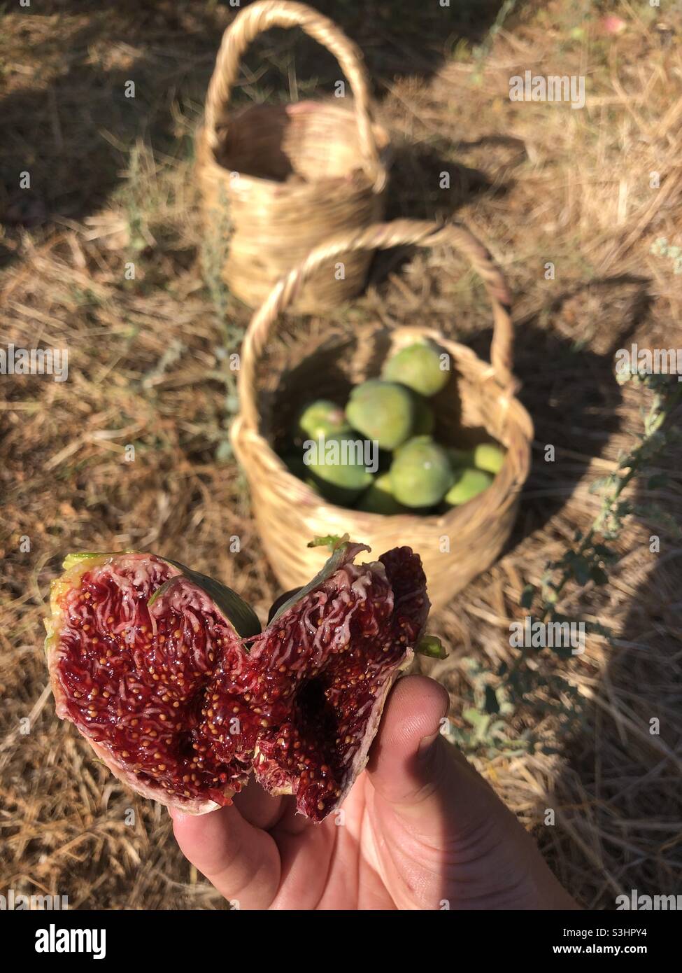 Figs in hand hi-res stock photography and images - Alamy