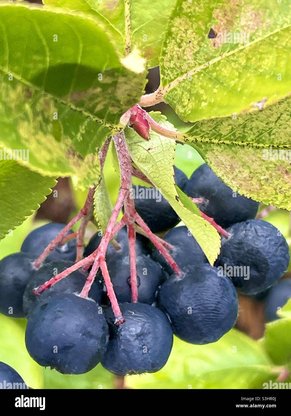 Hanging Berries on a Branch Stock Photo - Alamy