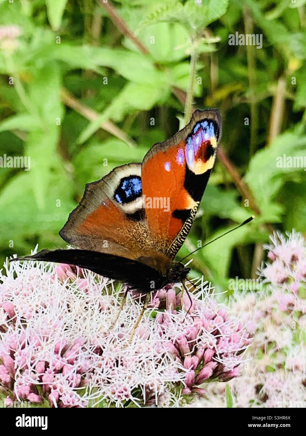 Commonly found butterfly hi-res stock photography and images - Alamy
