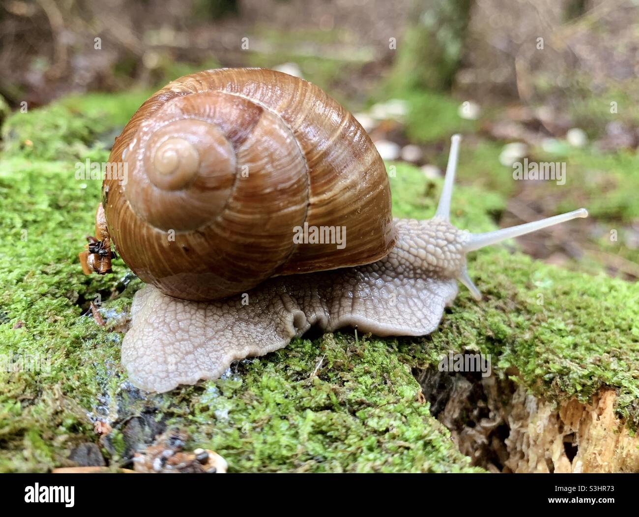 Snail in forest hi-res stock photography and images - Alamy