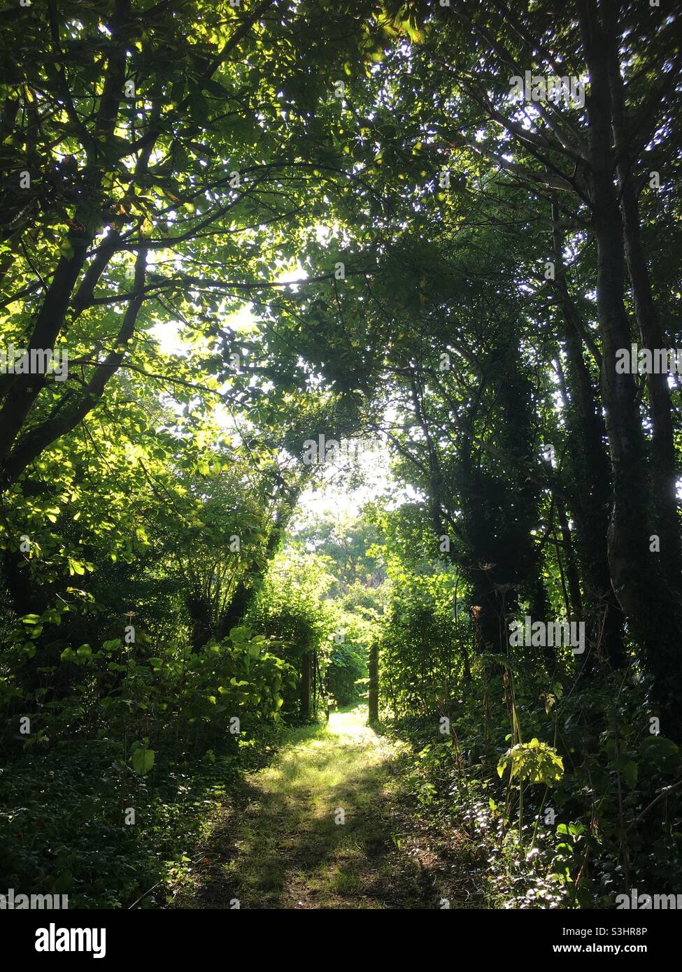 Forest, gate, trees, landscape, green, greenery, sky, light Stock Photo ...