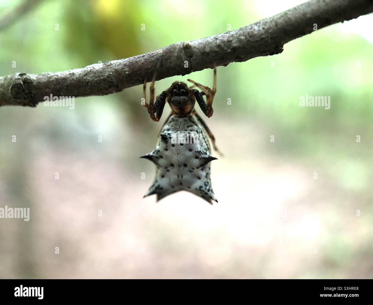 Micrathena With Two Huge Horns