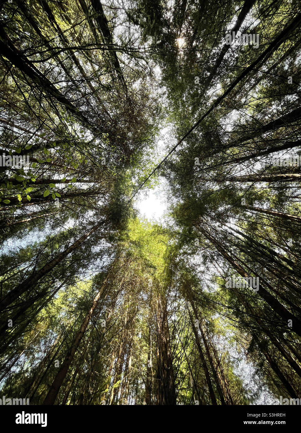 Canopy forest low angle hi-res stock photography and images - Alamy