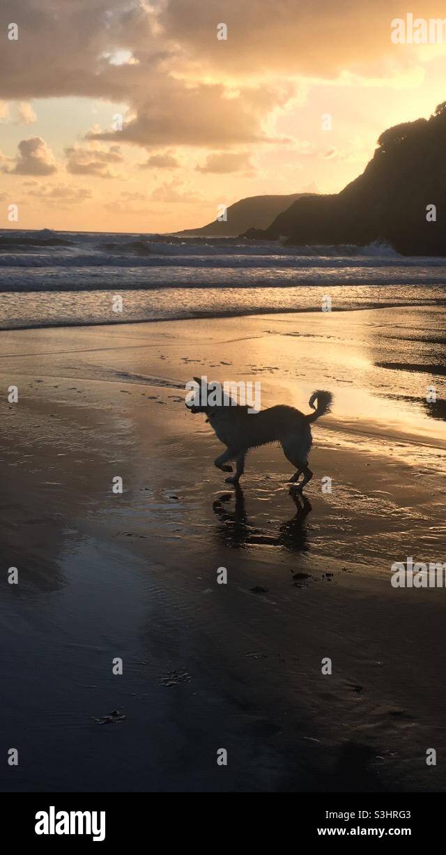 Sunset with dog hi-res stock photography and images - Alamy