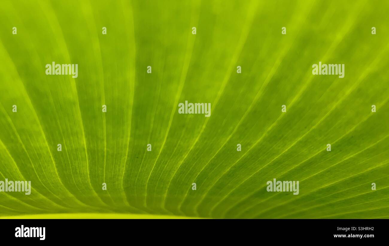 Plantain leaf texture for background Stock Photo - Alamy