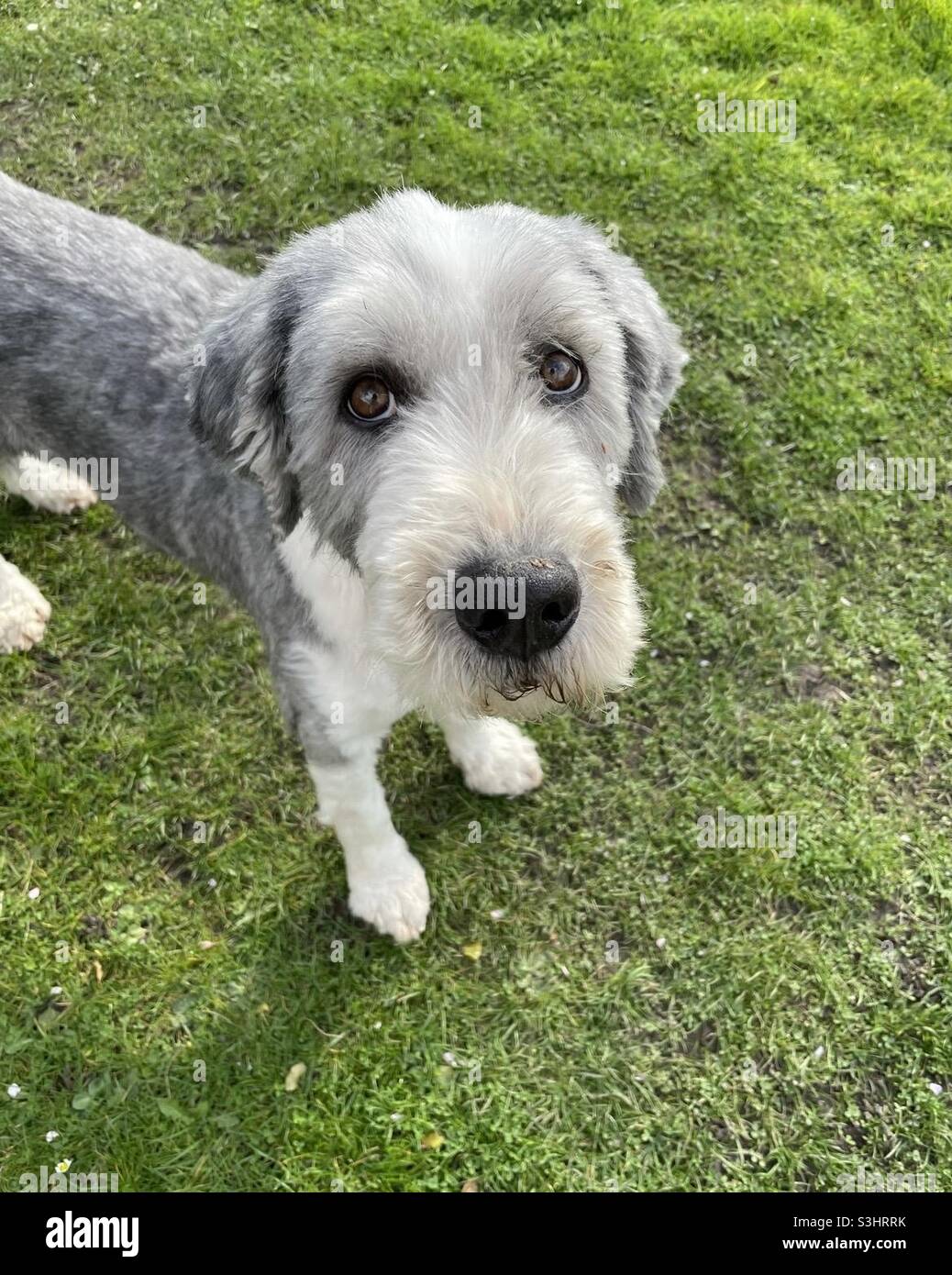 Pleading eyes hi-res stock photography and images - Alamy