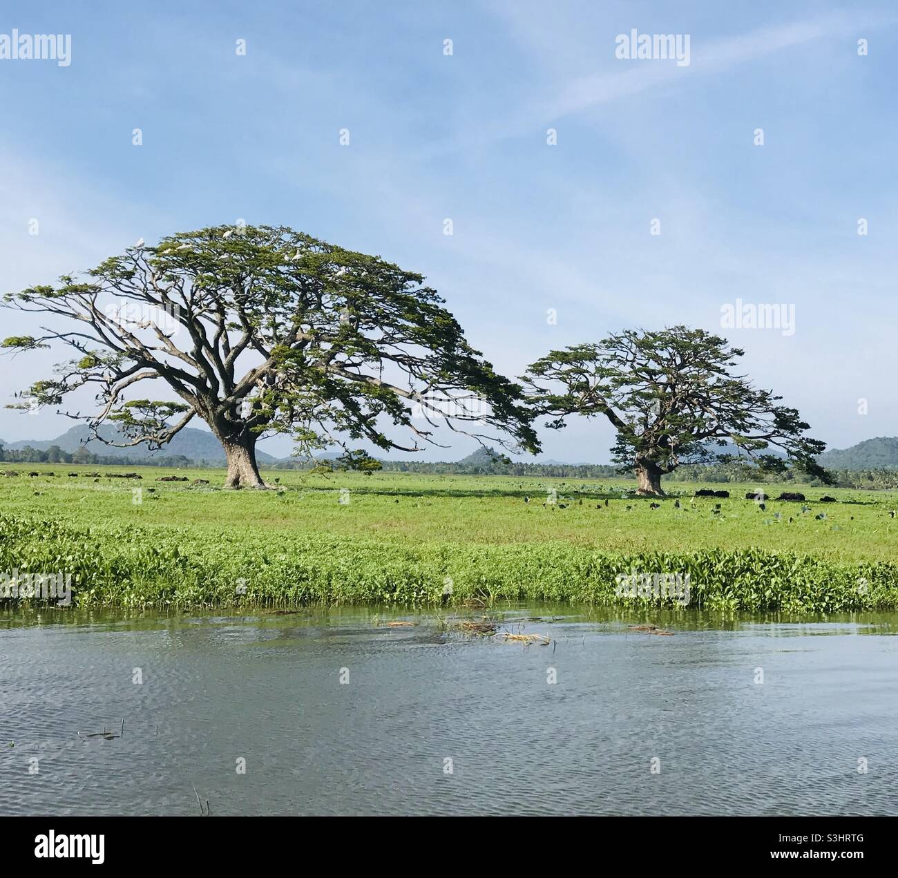 Sri lanka tissa wewa hi-res stock photography and images - Alamy