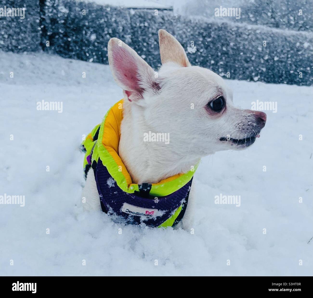 Can Chihuahuas Go In The Snow