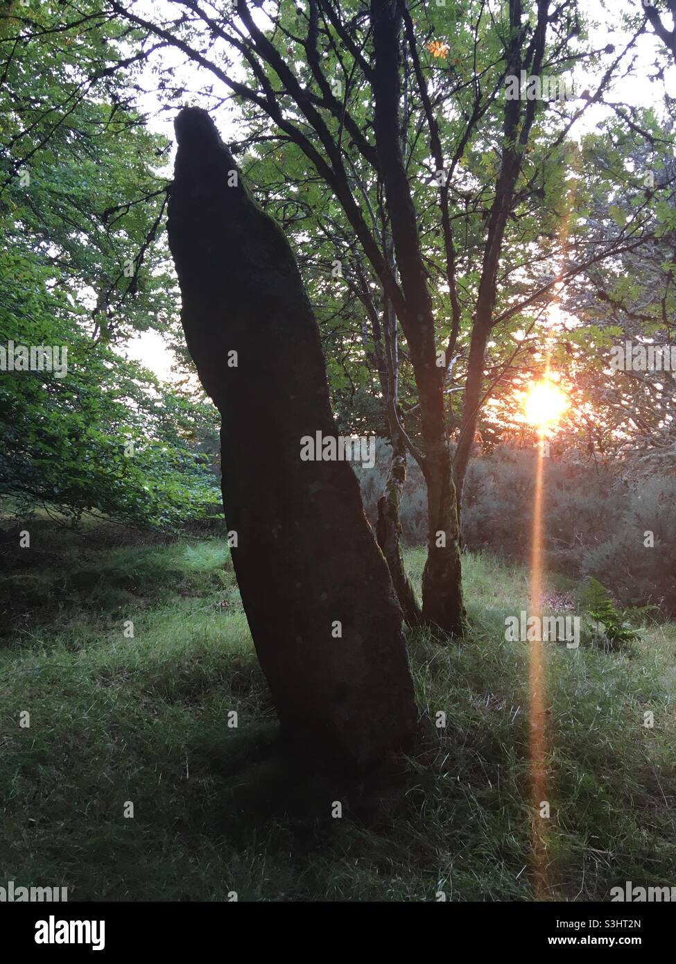 Midmar forest hi-res stock photography and images - Alamy