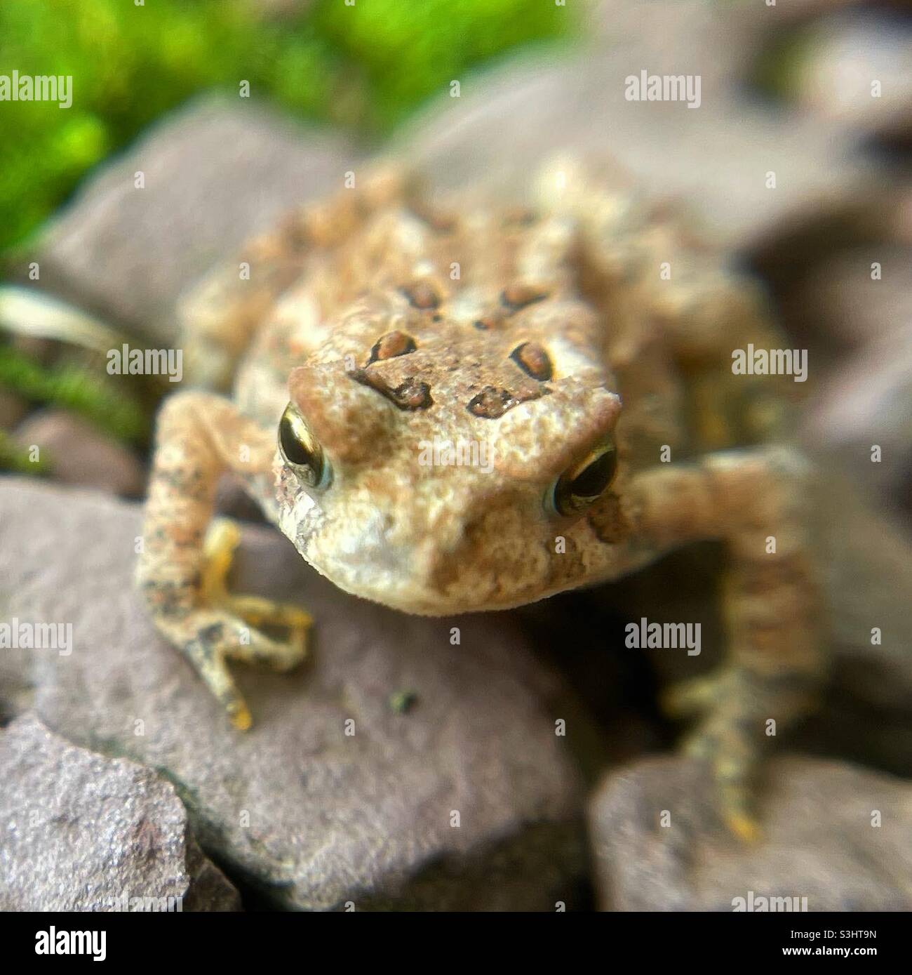 Pennsylvania amphibian hi-res stock photography and images - Alamy