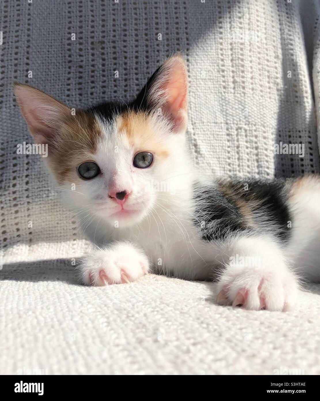 Beautiful calico kitten with black spot on nose Stock Photo - Alamy