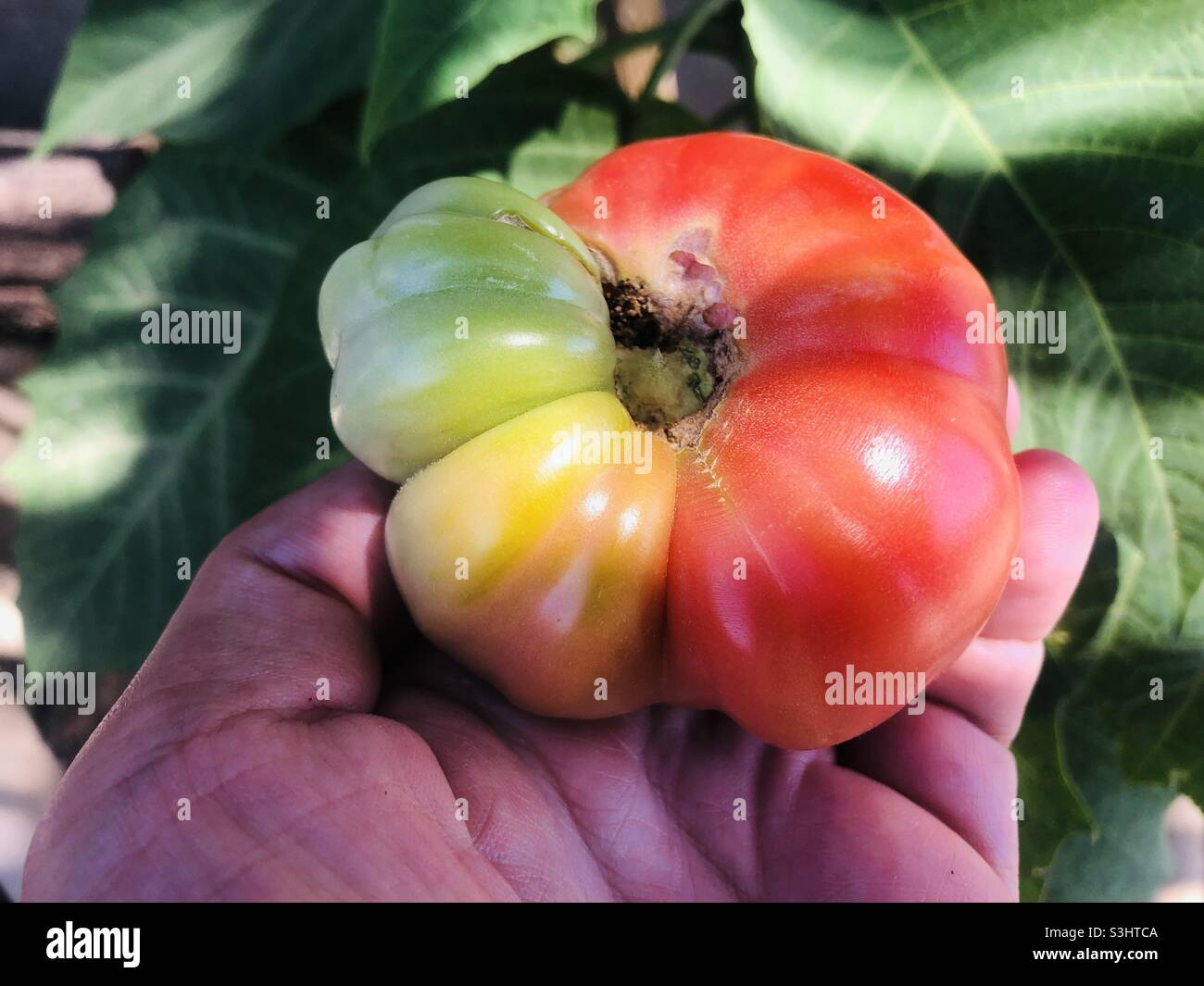 Irregular shape hi-res stock photography and images - Alamy