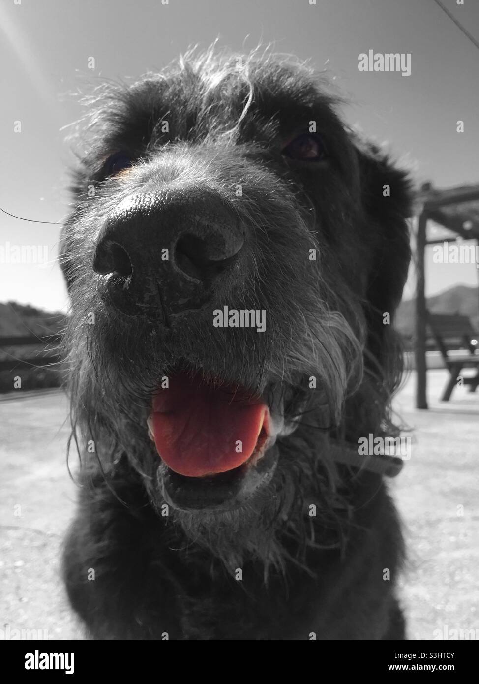 Happy scruffy dog hi-res stock photography and images - Alamy