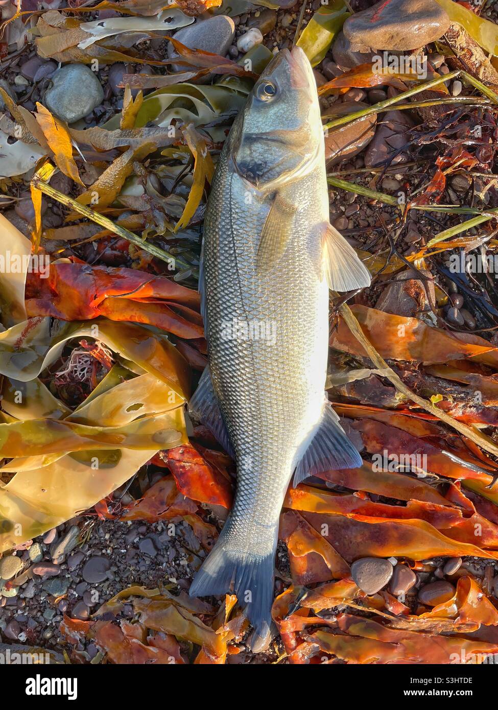 Freshly caught Irish bass lying on a bed of kelp before being returned ...
