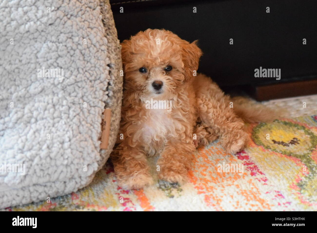 Cute puppy cuddles on colorful rug beside fluffy gray pillow Stock ...