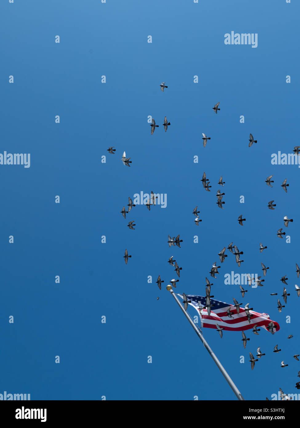 Flag birds hi-res stock photography and images - Alamy