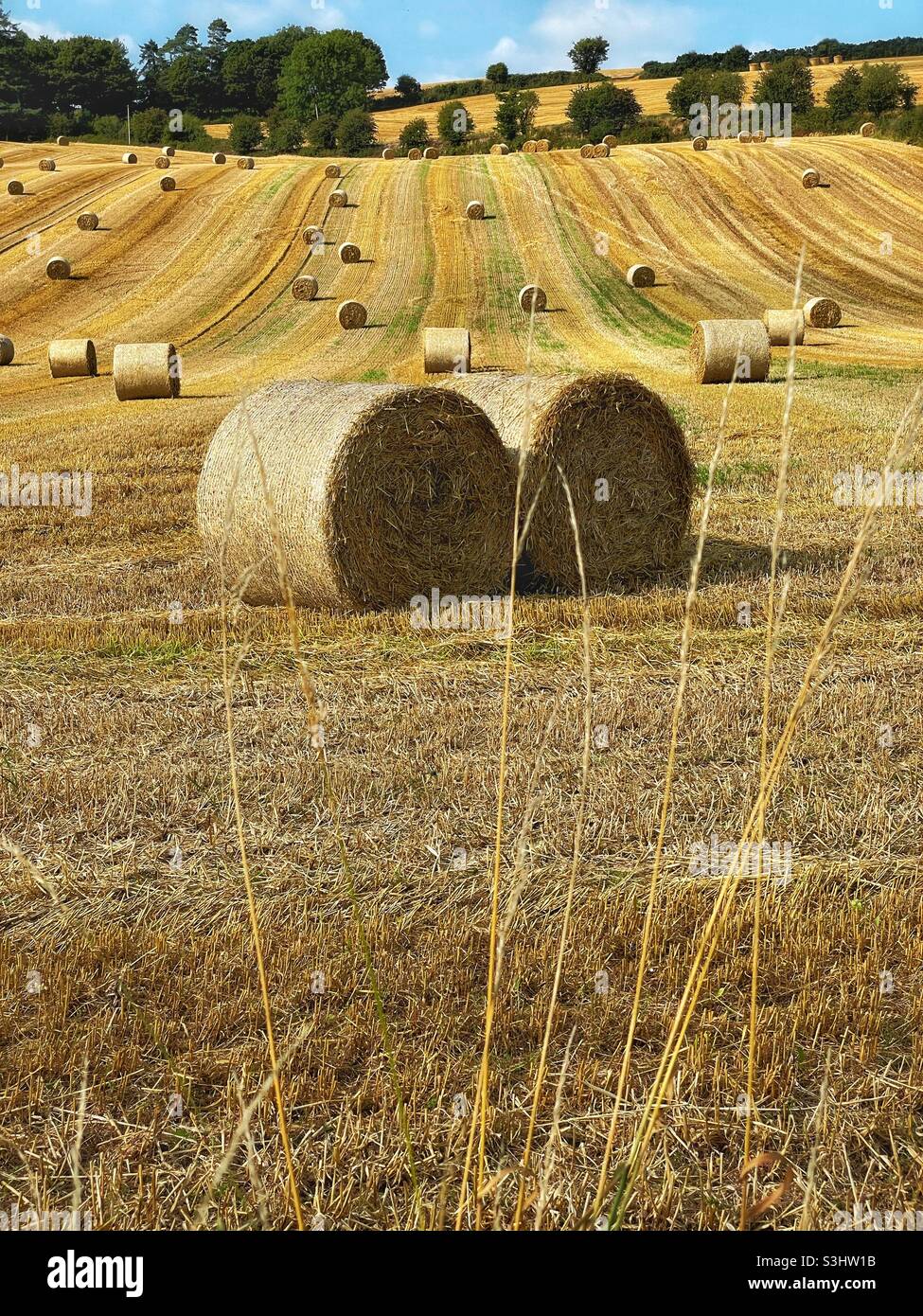 Golden hay field hi-res stock photography and images - Alamy