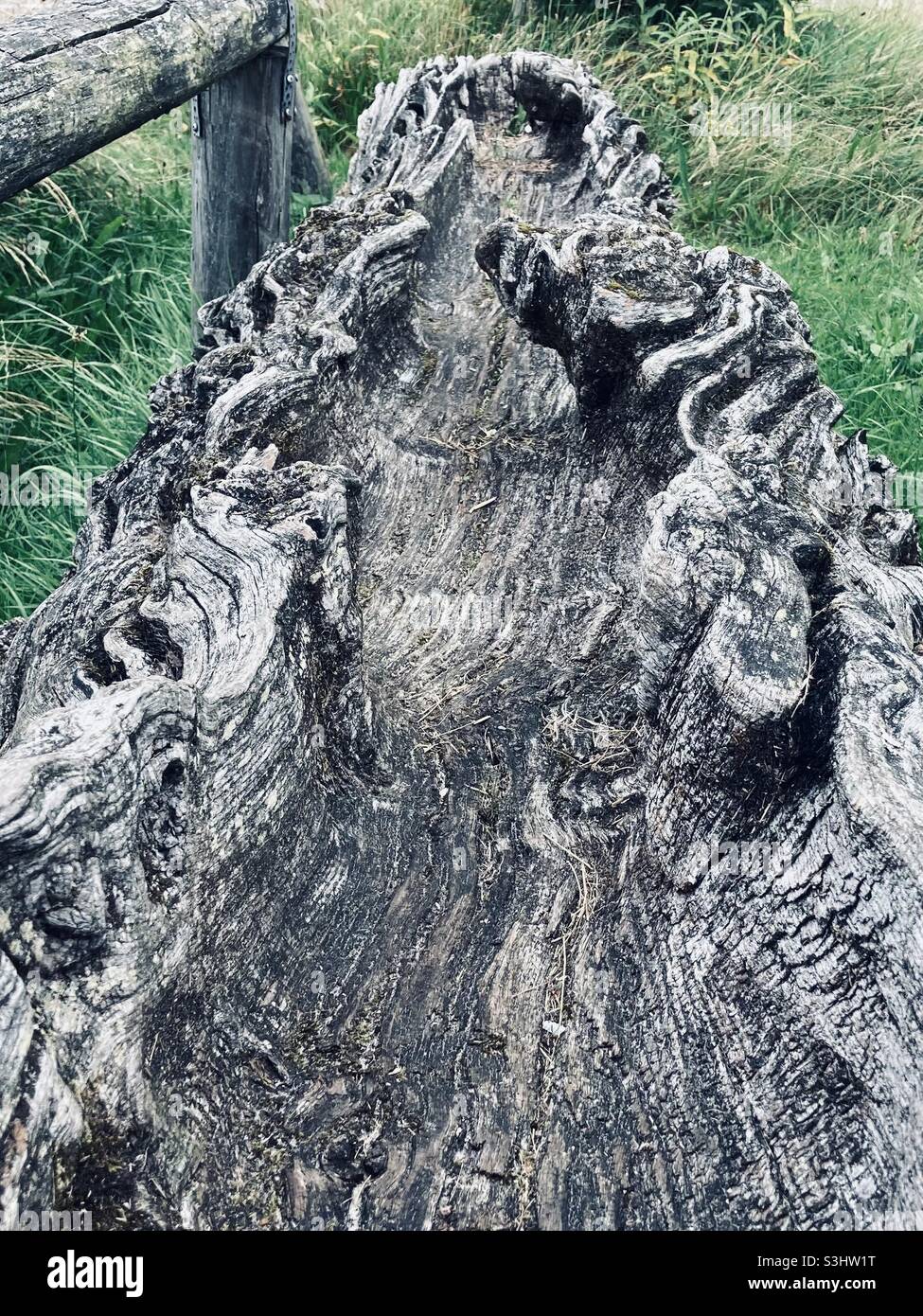 weathered gray tree trunk with deep grooves lying in green grass Stock ...