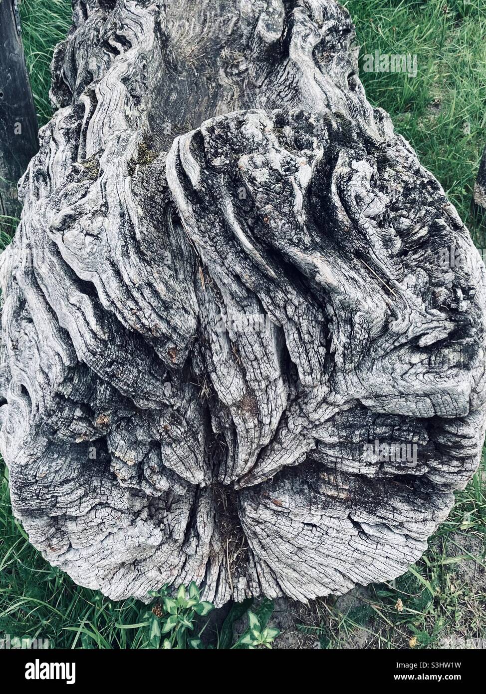 Front view of weathered gray tree trunk with deep grooves lying in ...