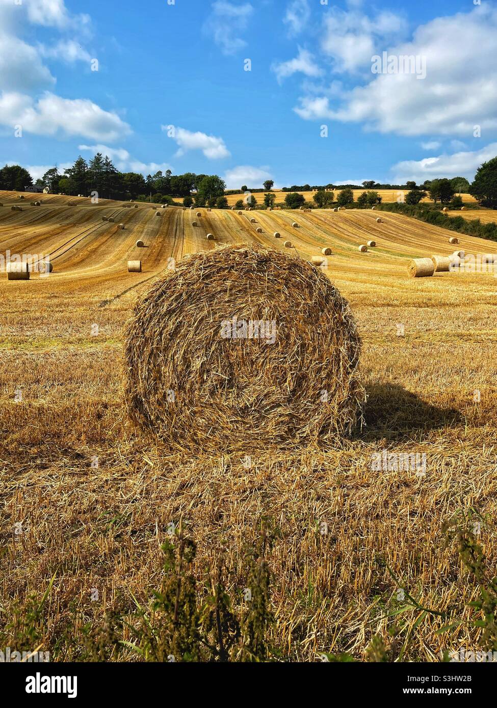 Hay bales in a field, August Stock Photo - Alamy