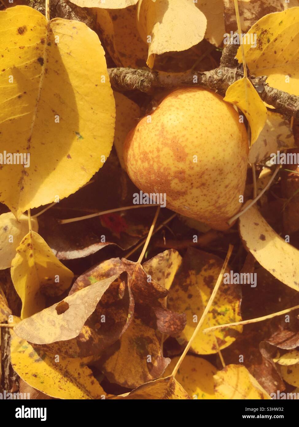 Yellow ripe pear lying on the ground between autumn foliage Stock Photo ...