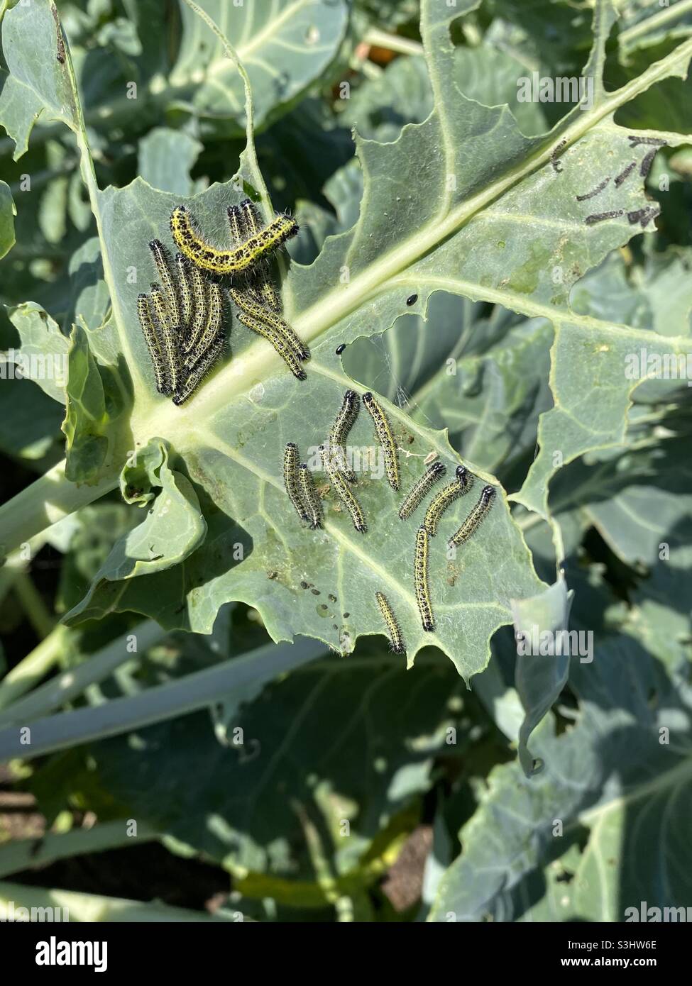 Multiple caterpillars hi-res stock photography and images - Alamy