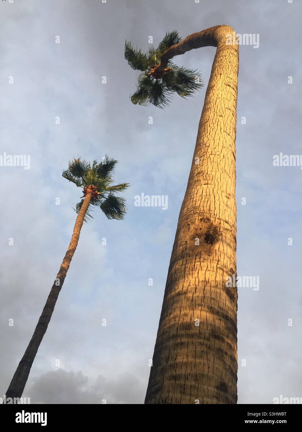 Windy palms hi-res stock photography and images - Alamy