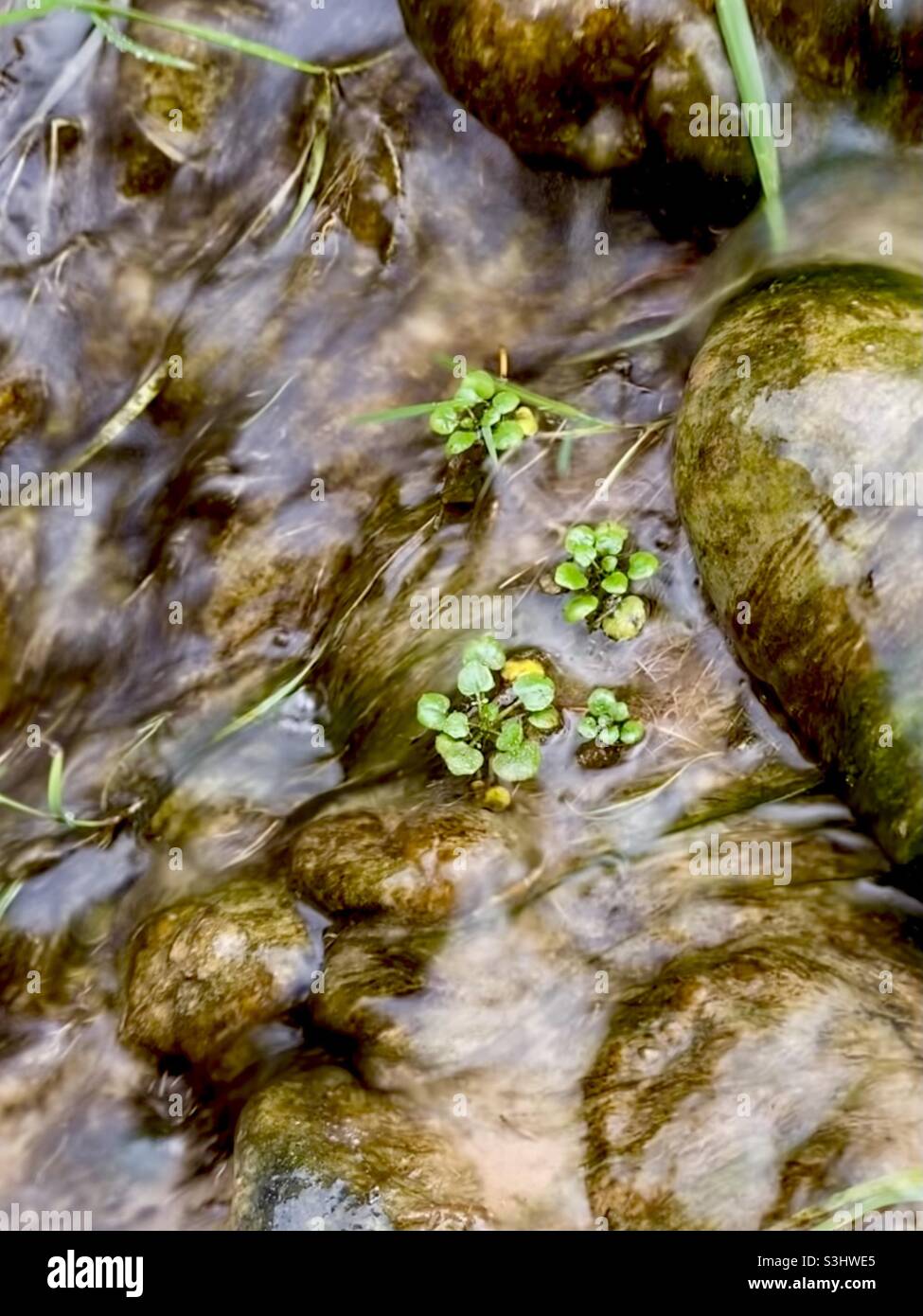 Stream clear water hi-res stock photography and images - Alamy